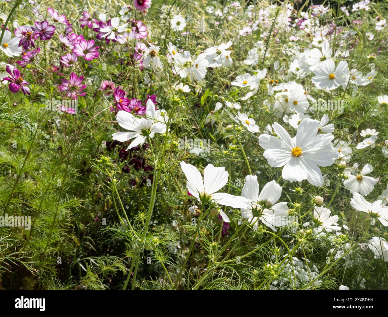 Cosmos flowers in a garden Stock Photo - Alamy