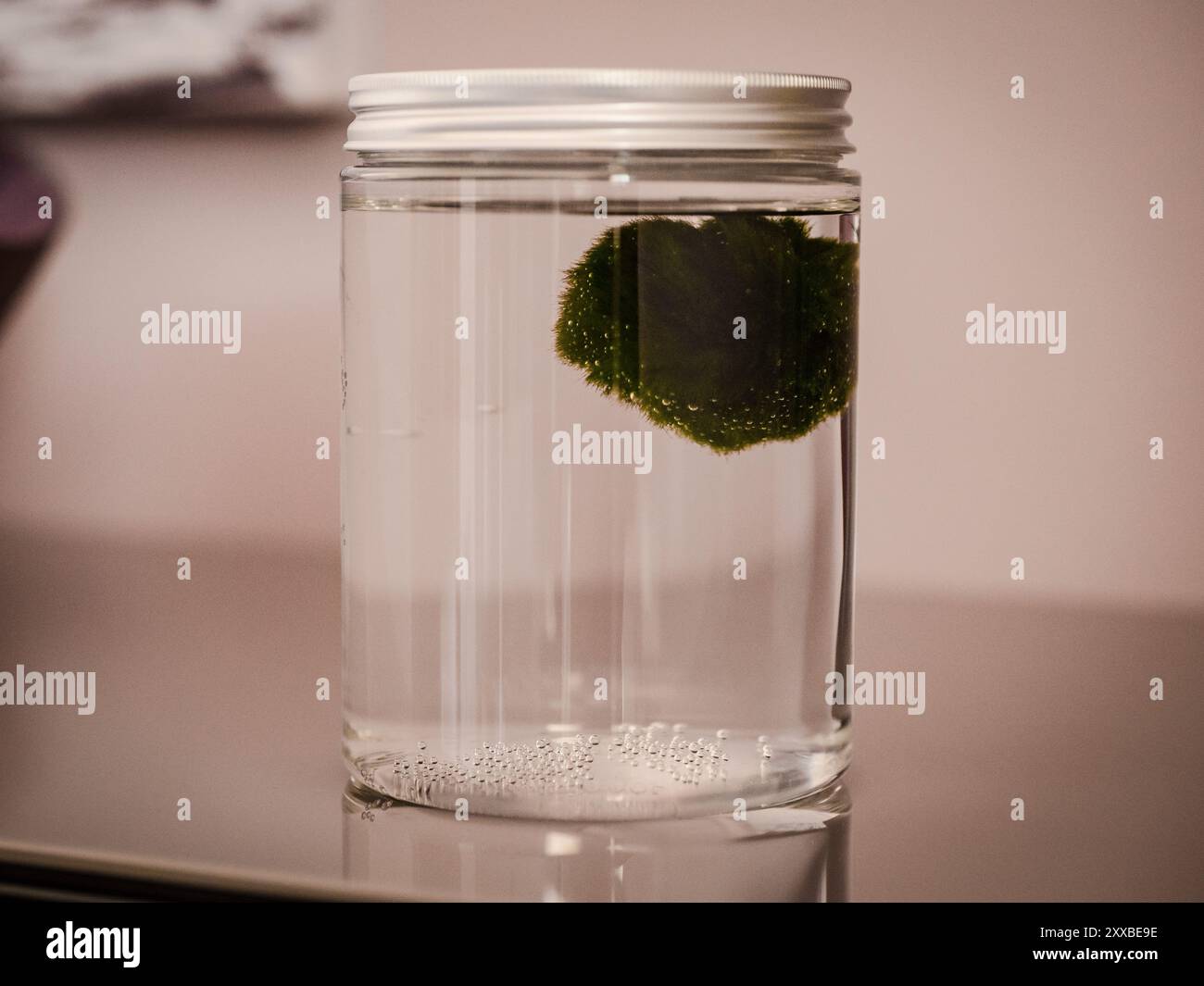 Moss Ball or Japanese Marimo (Aegagropila linnaei) immersed in a jar ...