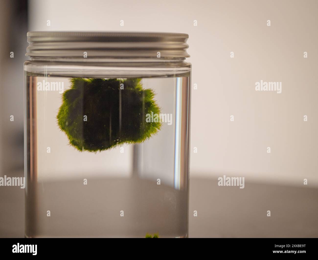 Moss Ball or Japanese Marimo (Aegagropila linnaei) immersed in a jar ...