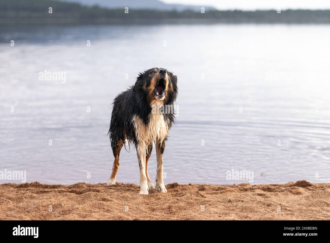 Tri-Color border collie standing in the sand at the lake barking on the ...