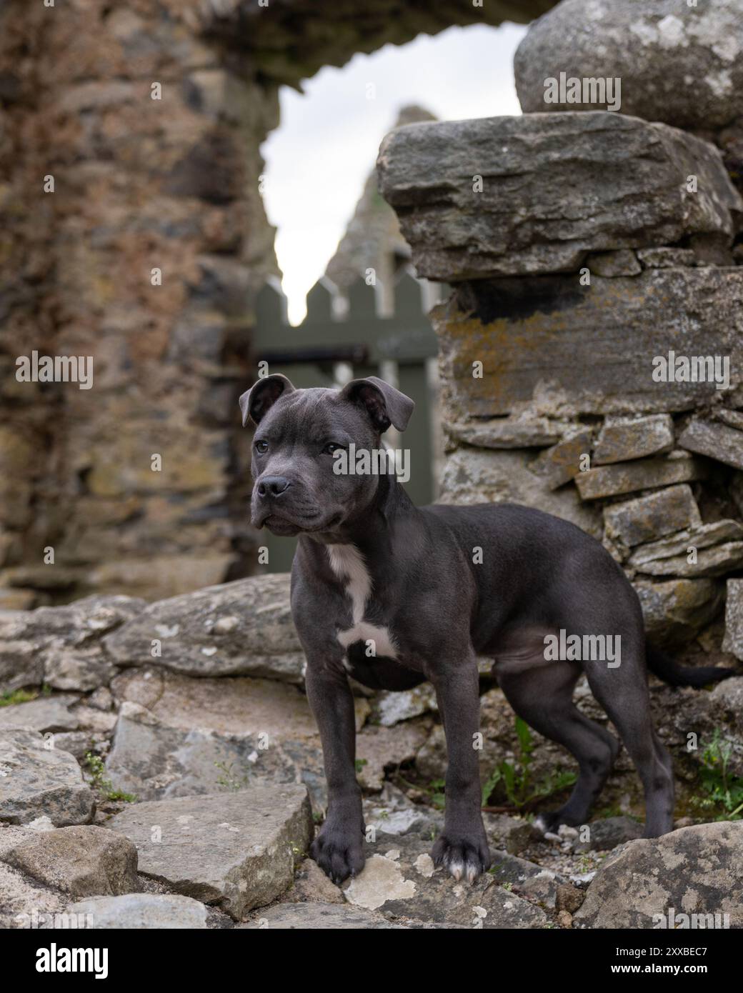 Gray Staffordshire terrier posing on some old rock ruins for an outdoor ...