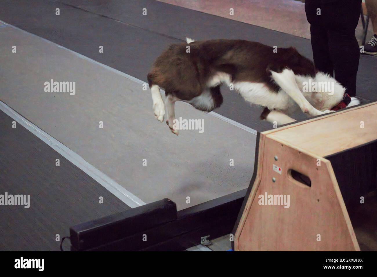 Dog doing flyball hi-res stock photography and images - Alamy