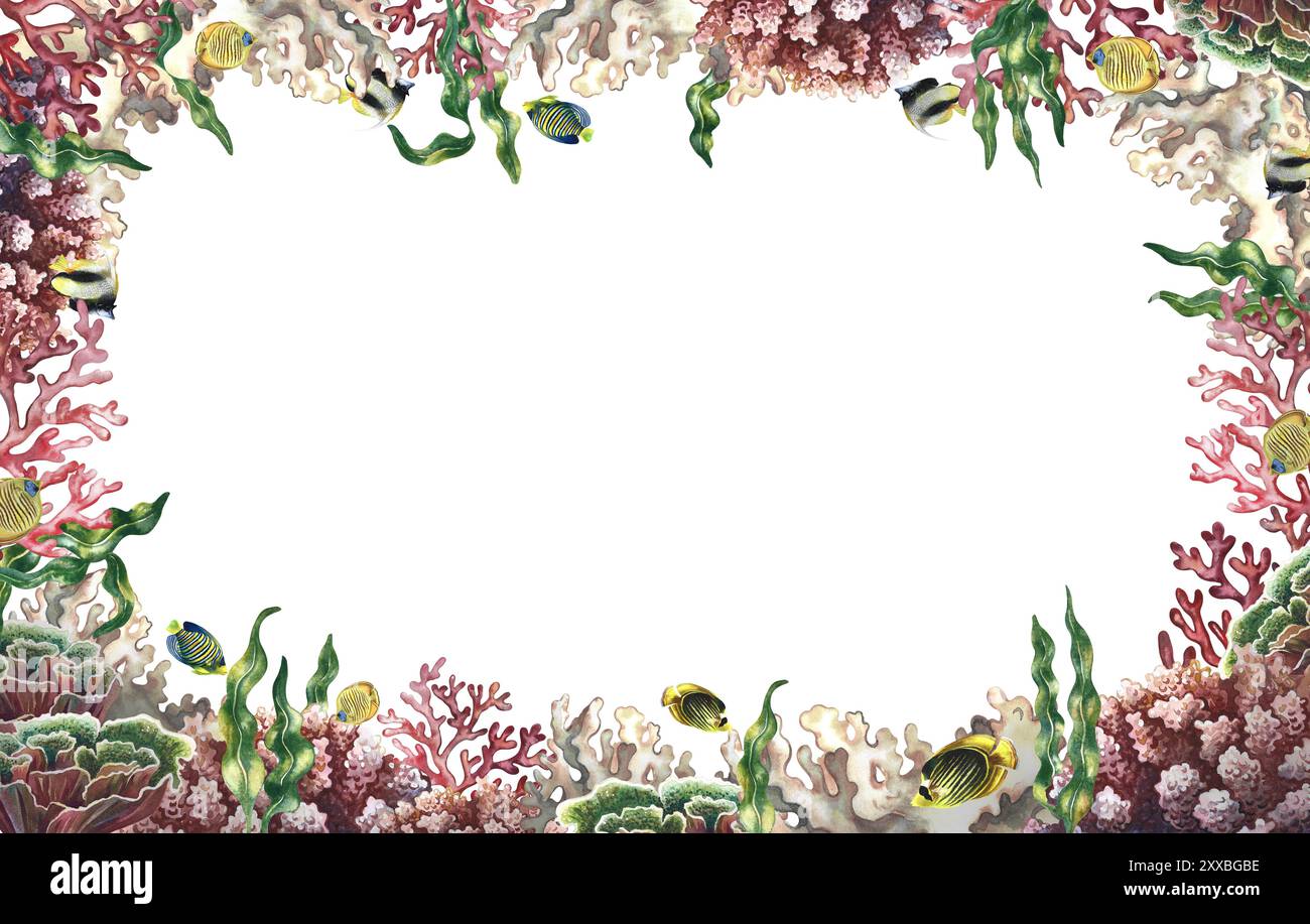 Underwater frame fish reef algae hi-res stock photography and images ...