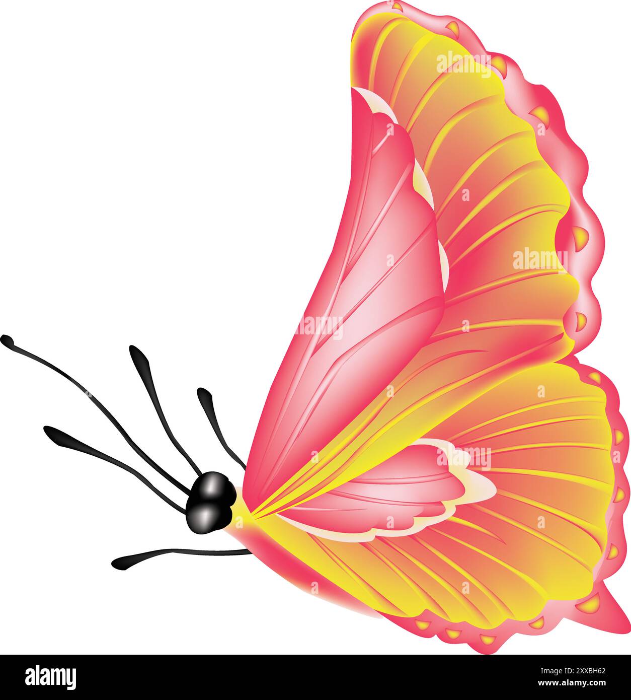 illustration of pink color butterfly vector design on a white ...