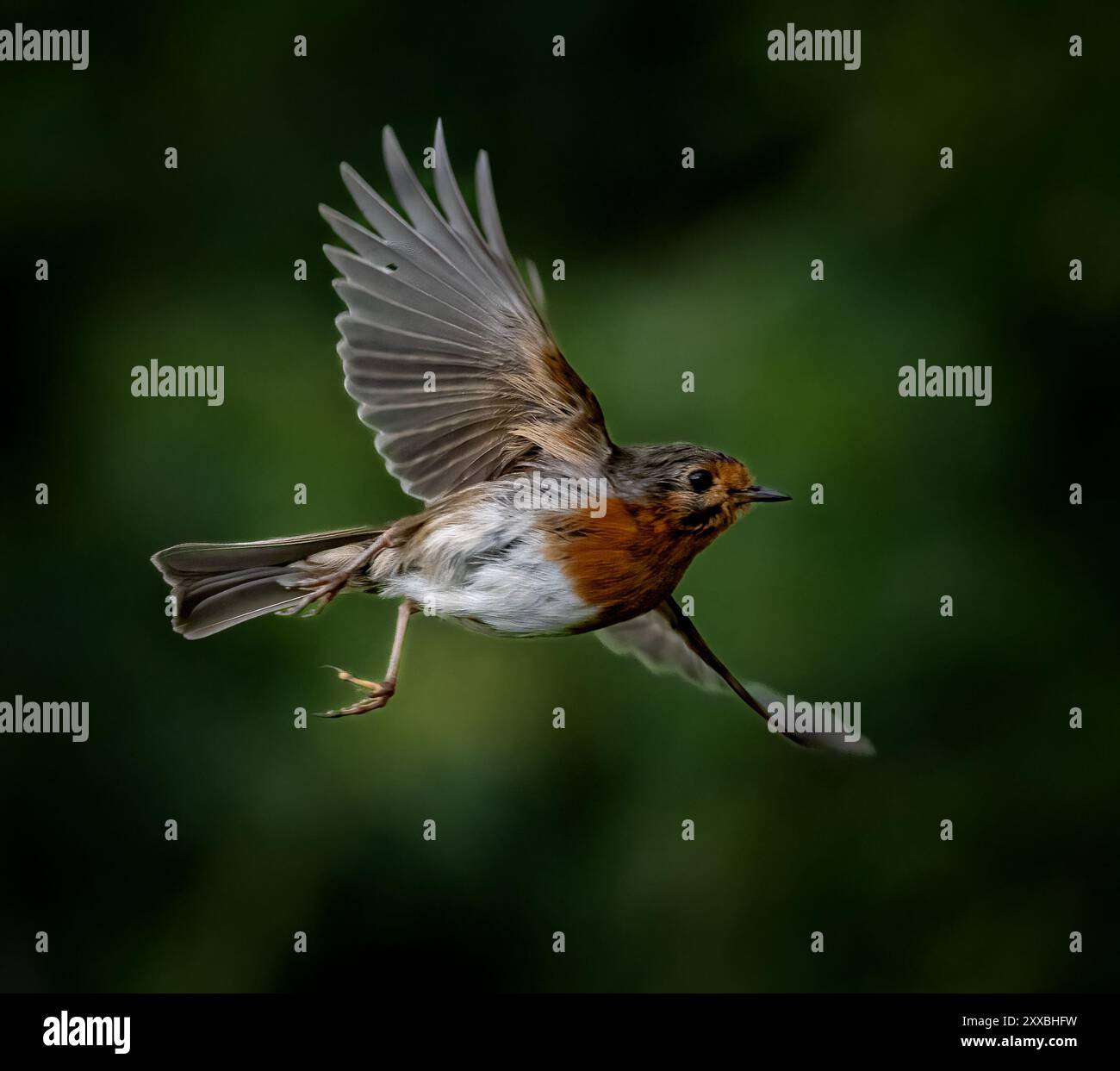 Robin flying hi-res stock photography and images - Alamy