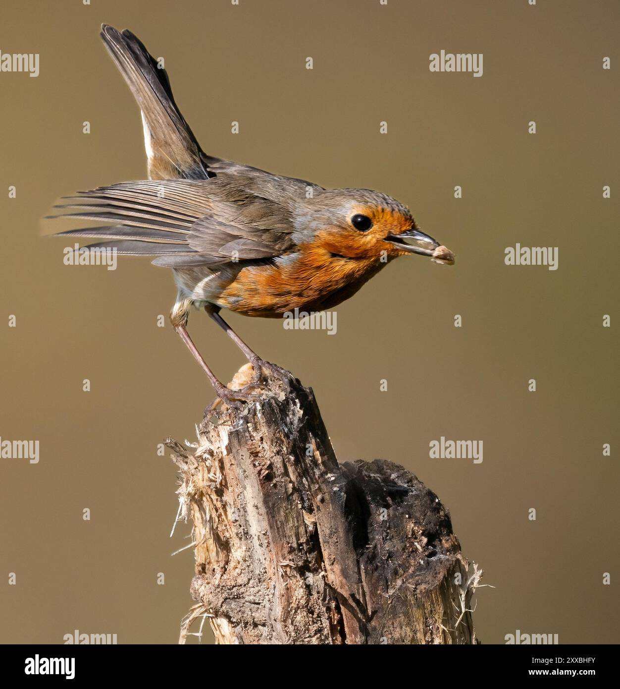 garden robin with food about fly away Stock Photo - Alamy