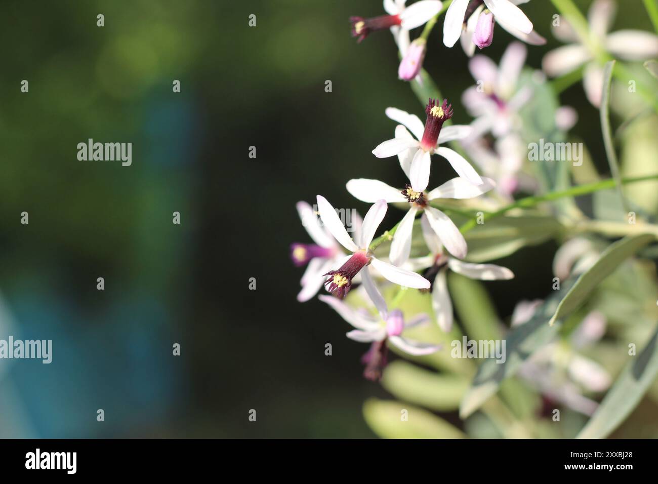 Syringa berry tree hi-res stock photography and images - Alamy
