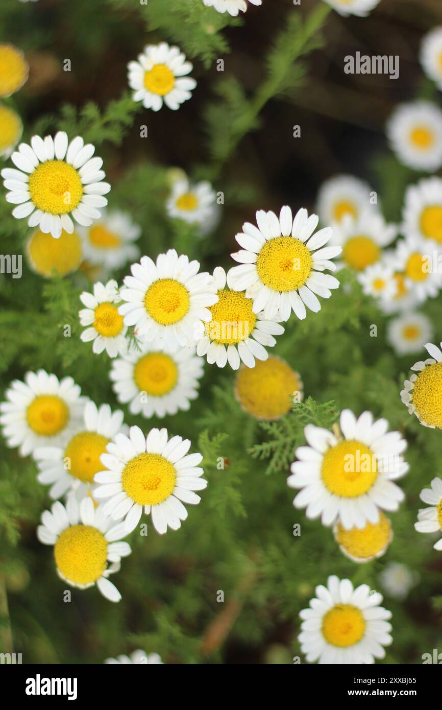 May daisy in bloom in nature. Top view Stock Photo - Alamy