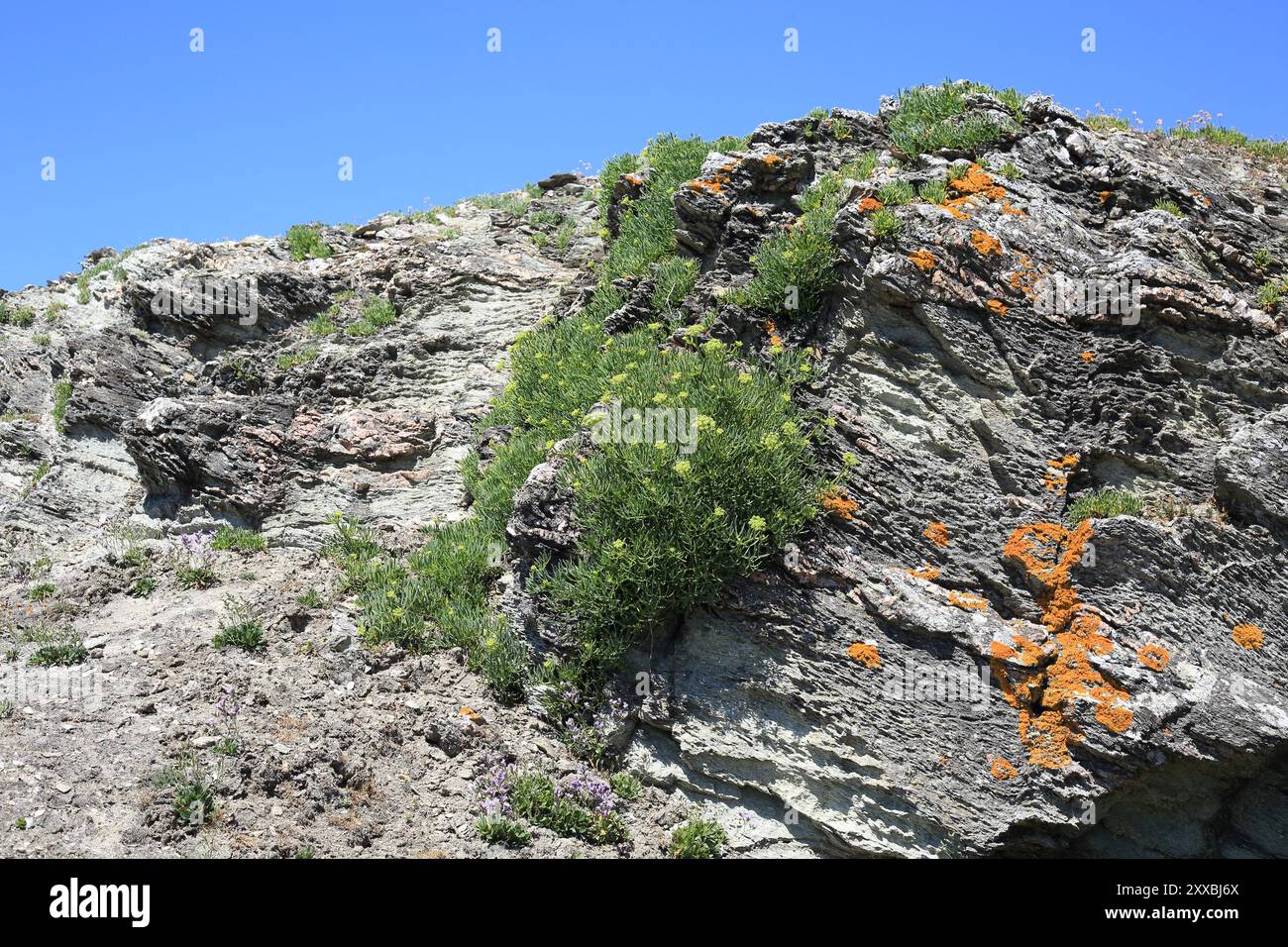 Forage en mer en mer hi-res stock photography and images - Alamy