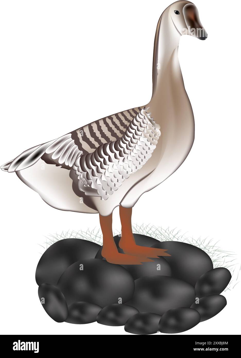 illustration of swans vector design on a white background Stock Vector ...