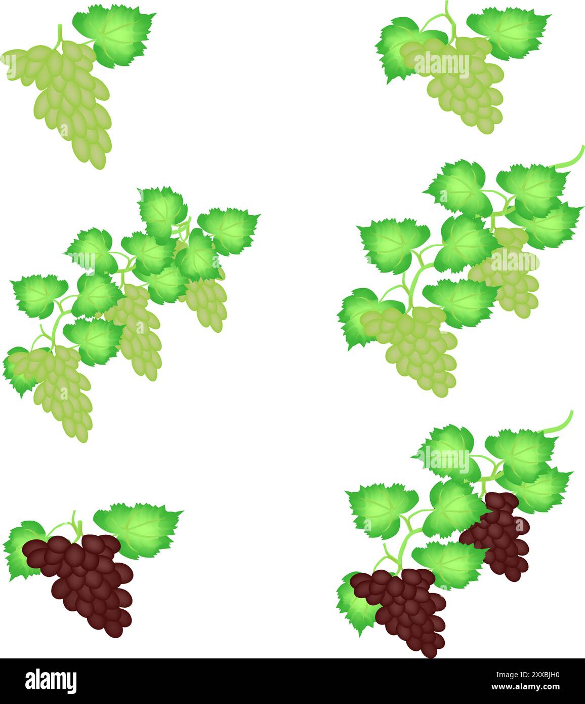 illustration of grapes fruit vector design on a white background Stock ...