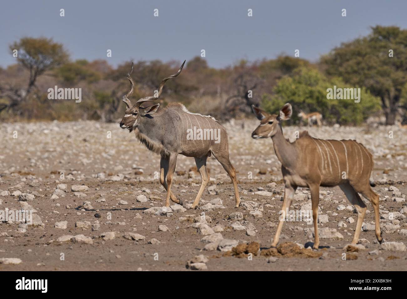 Greater Kudu (Tragelaphus strepsiceros) at a waterhole in Etosha National Park, Namibia Stock ...