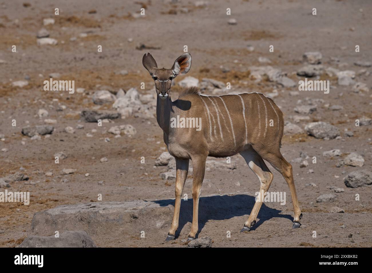 Greater Kudu (Tragelaphus strepsiceros) at a waterhole in Etosha National Park, Namibia Stock ...