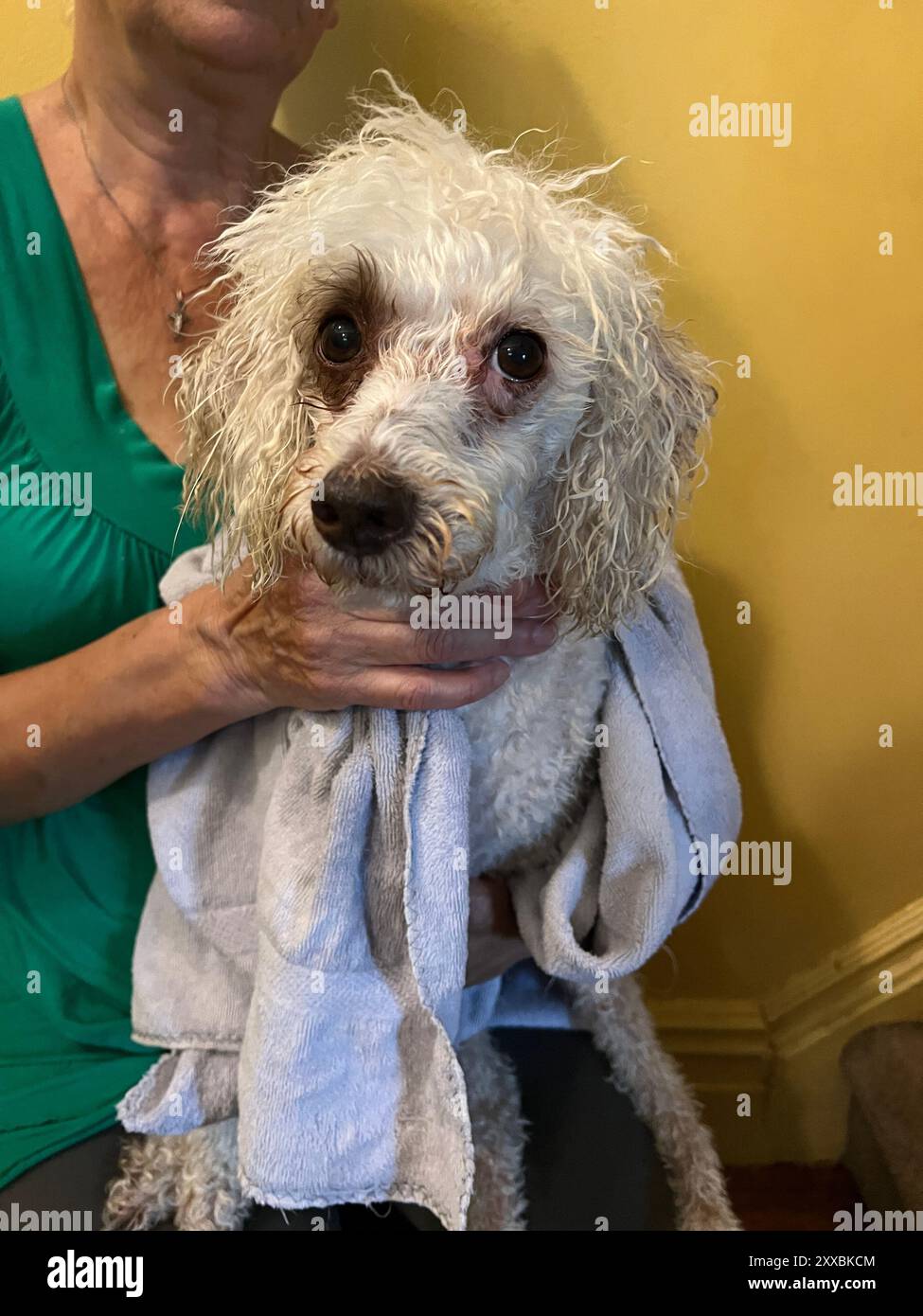 Portrait of a poodle mix after his bath Stock Photo - Alamy