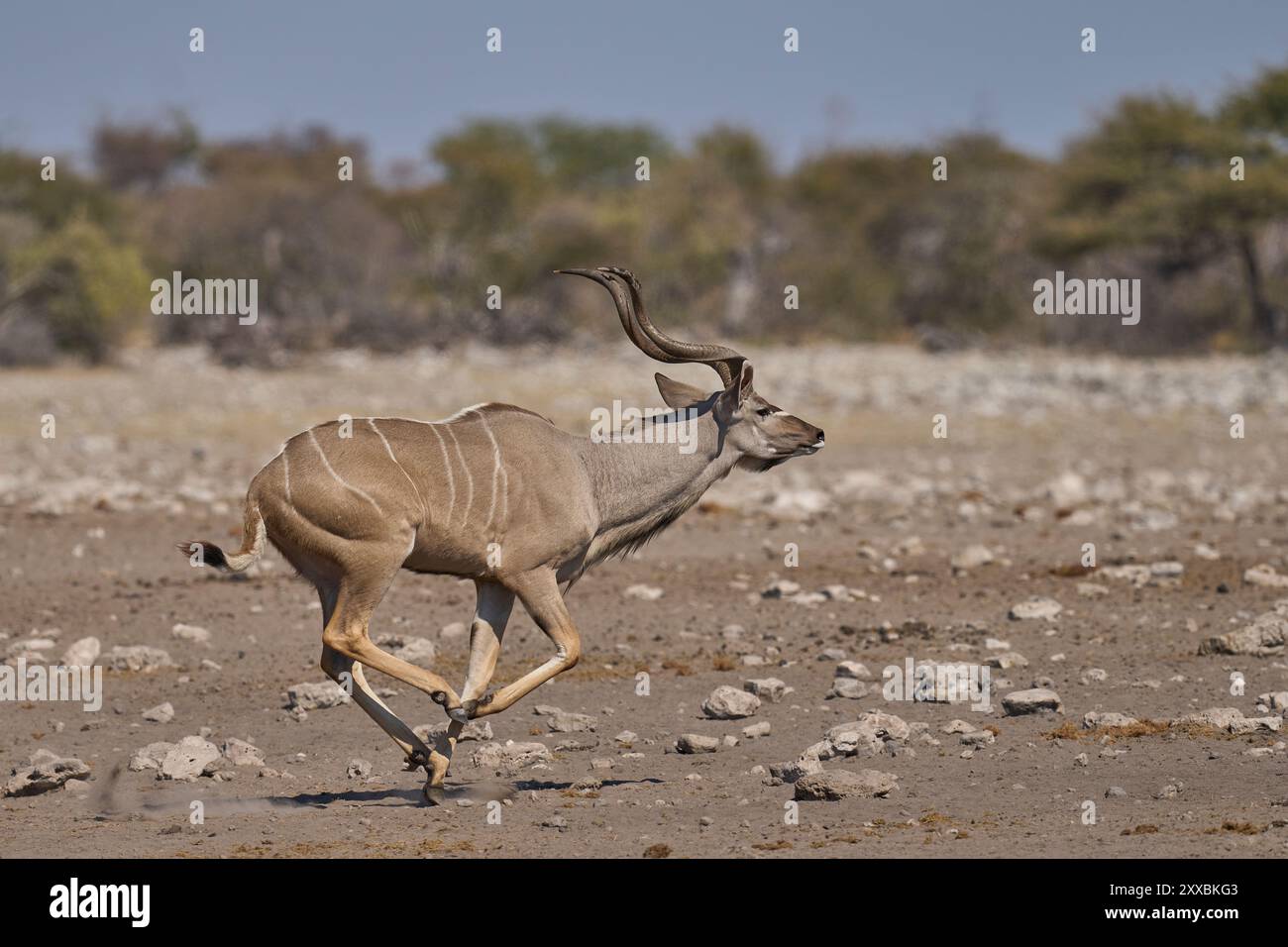 Greater Kudu (Tragelaphus strepsiceros) at a waterhole in Etosha National Park, Namibia Stock ...