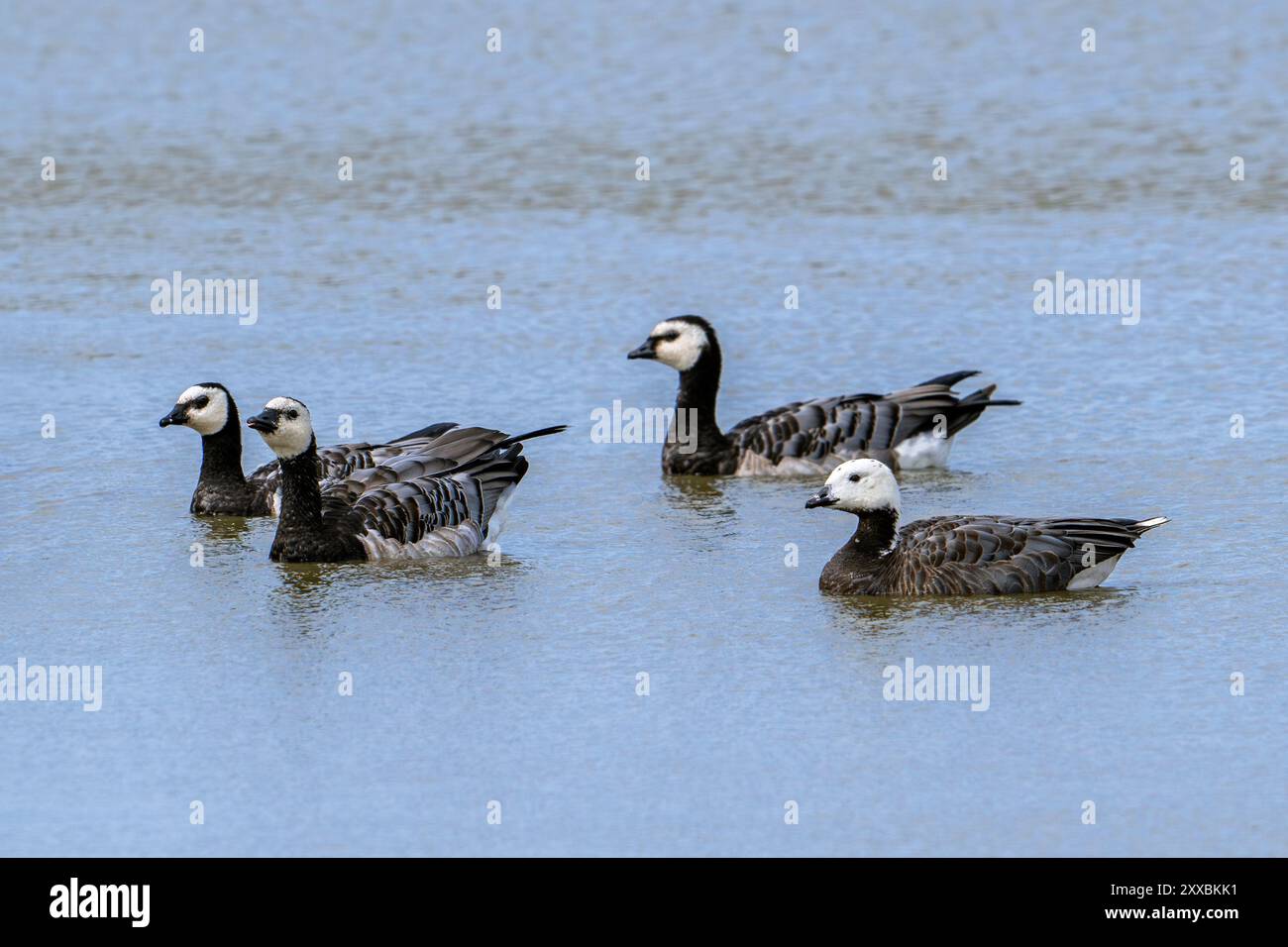 Emperor x barnacle goose hybrid (Anser canagicus x Branta leucopsis ...