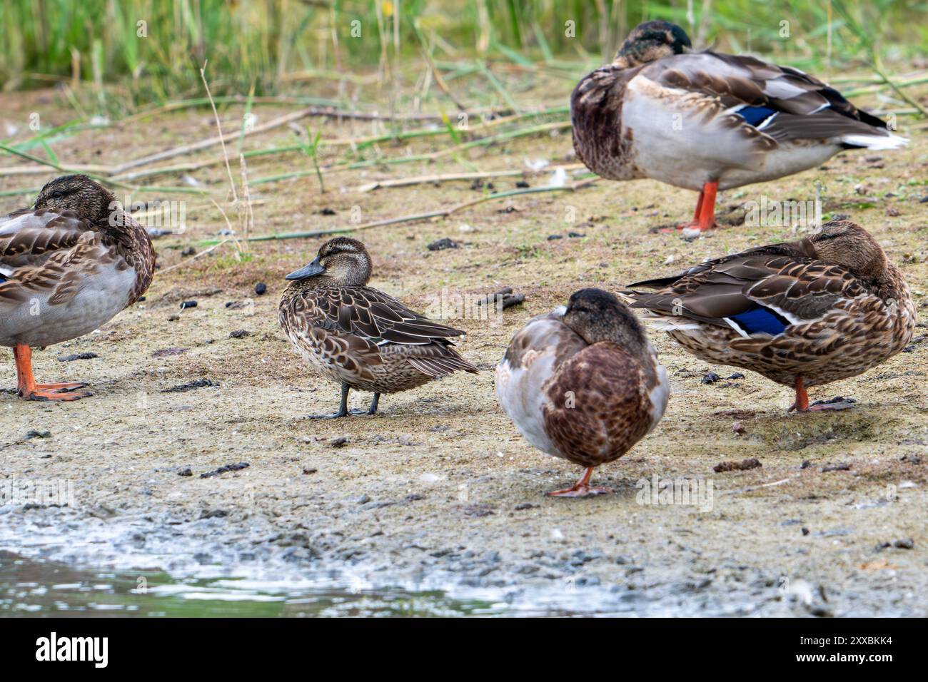 Male mallards eclipse plumage hi-res stock photography and images - Alamy