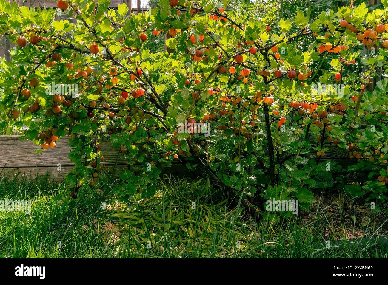 A large bush of pink gooseberry ripens near a warm, wooden fence Stock ...