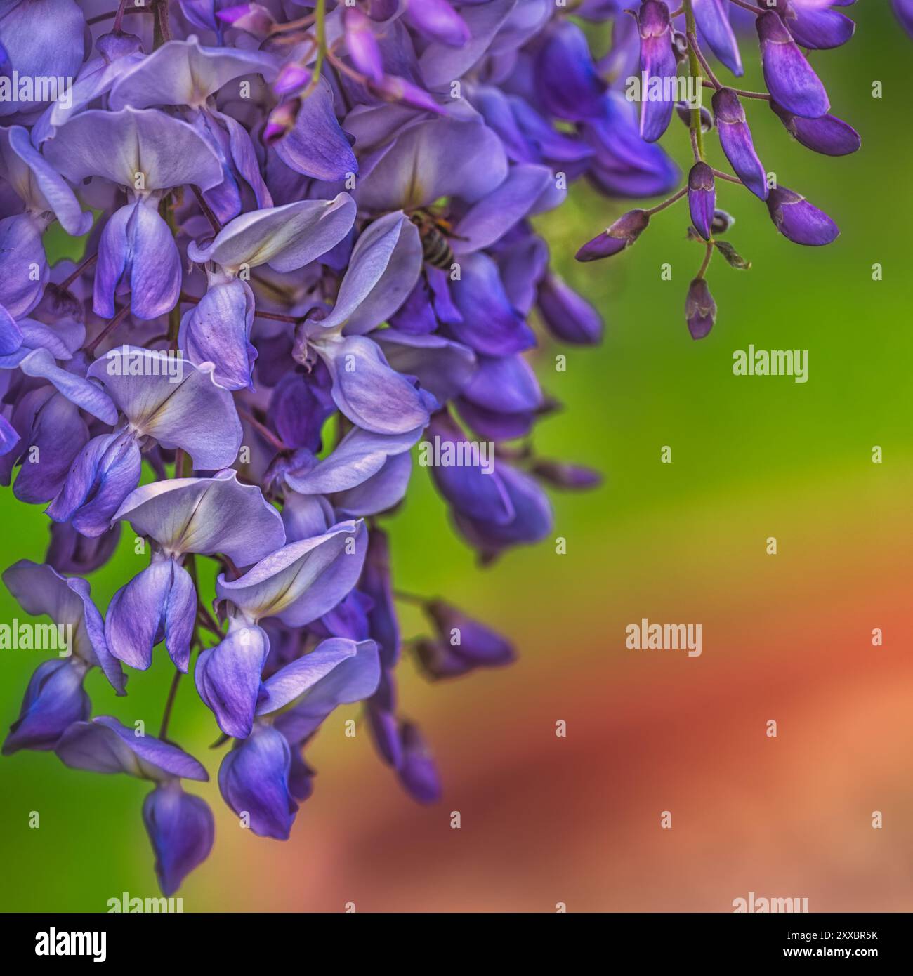 A square image divided into two triangles with a vibrant wysterya bloom ...