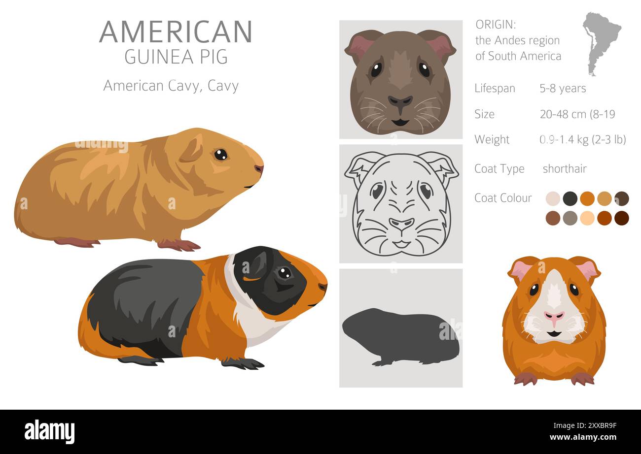 American Guinea pig clipart. All coat colors cavies set. Small Pet ...