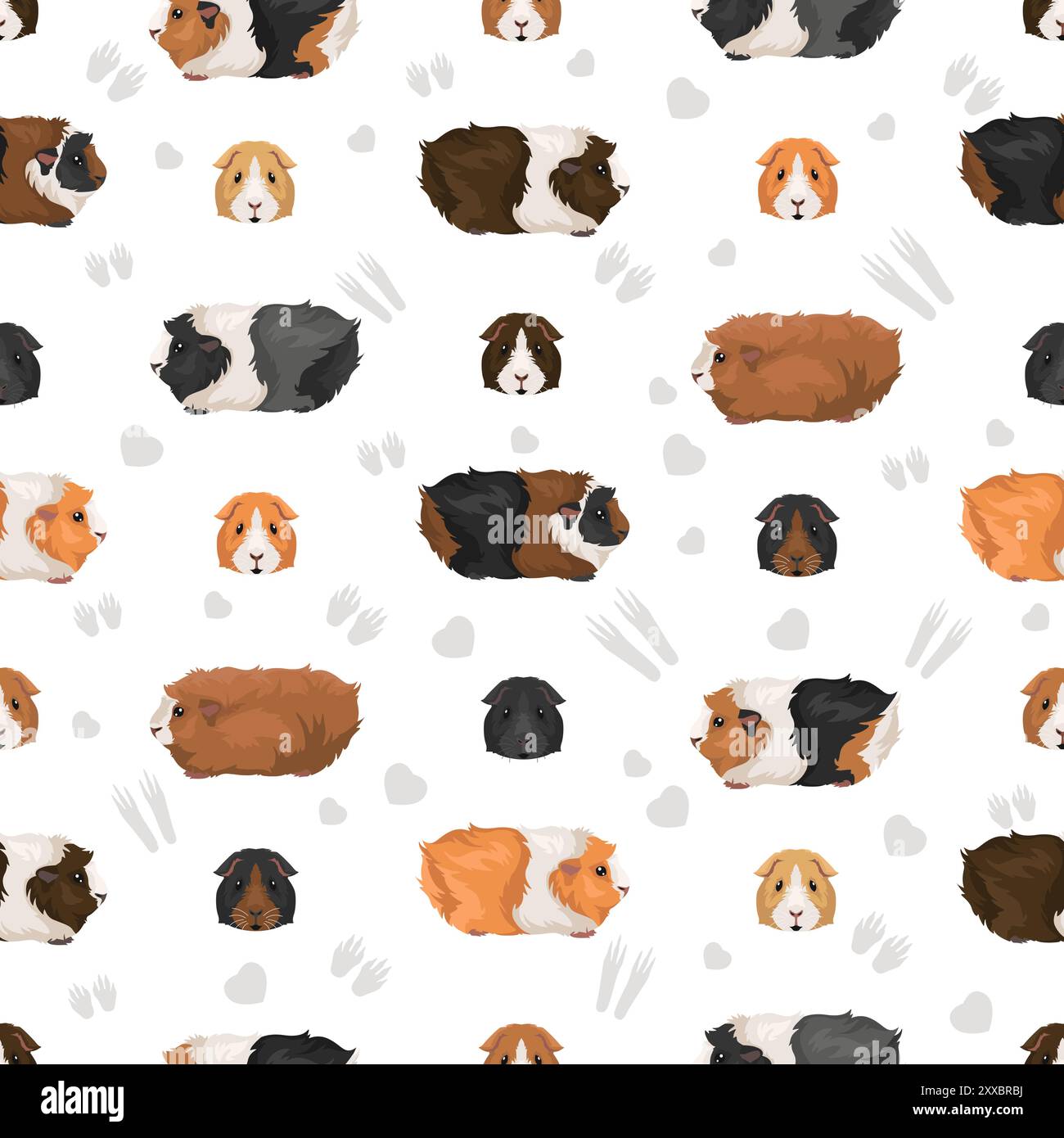 Abyssinian Guinea pig seamless pattern. All coat colors cavies set ...