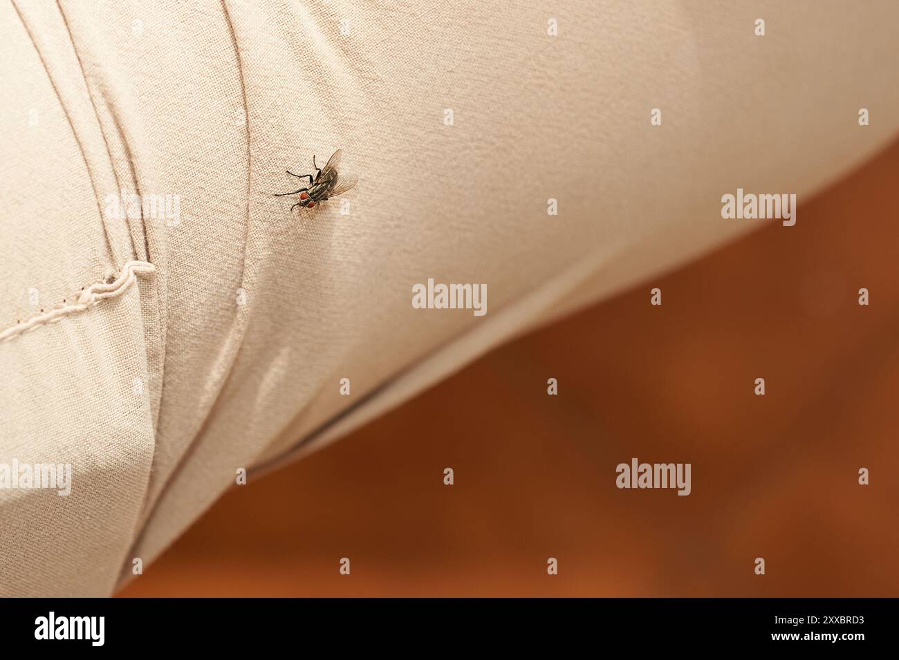 Detailed image showing a fly with visible wings and legs resting on the ...