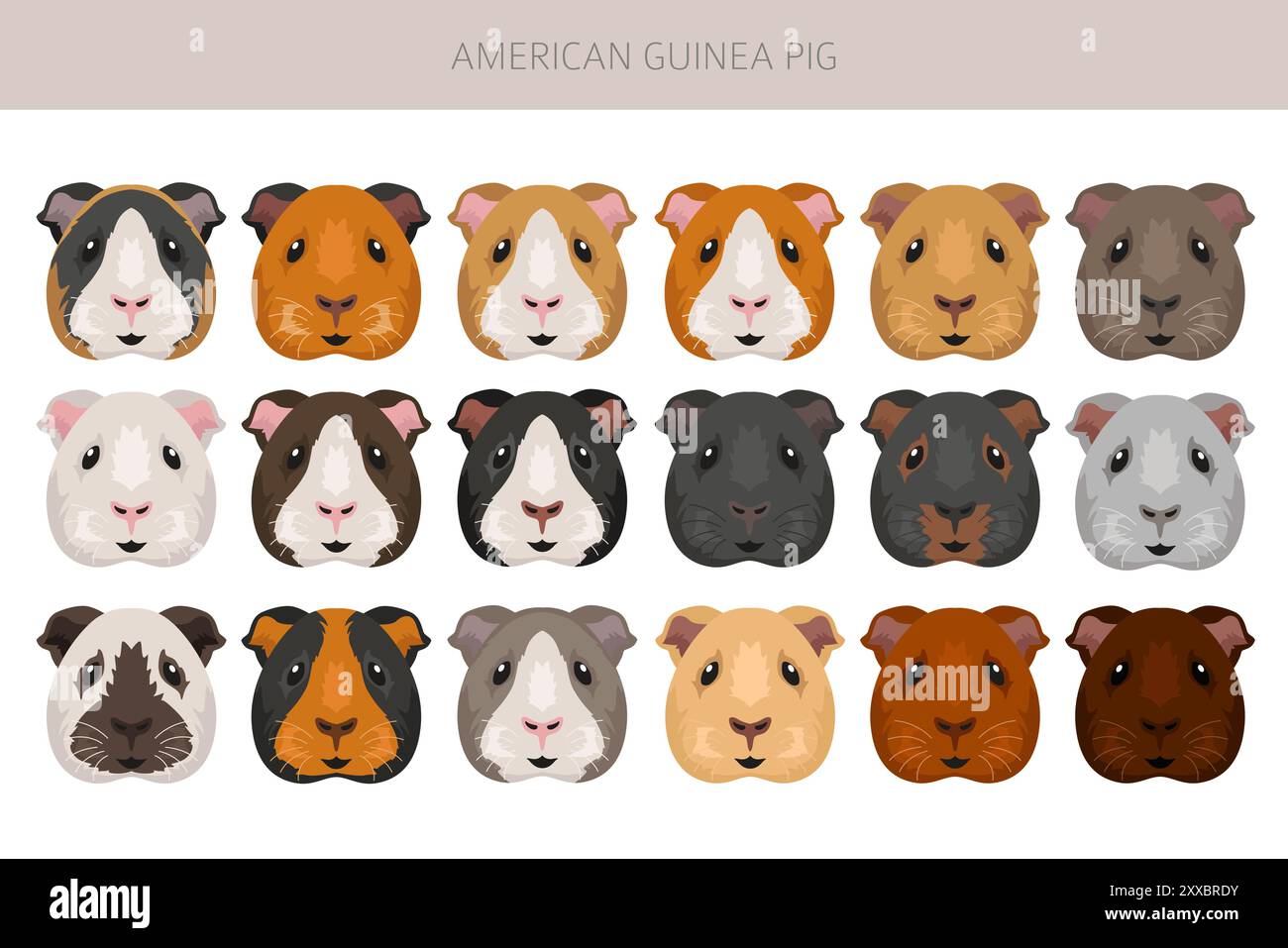 American Guinea pig clipart. All coat colors cavies set. Small Pet ...
