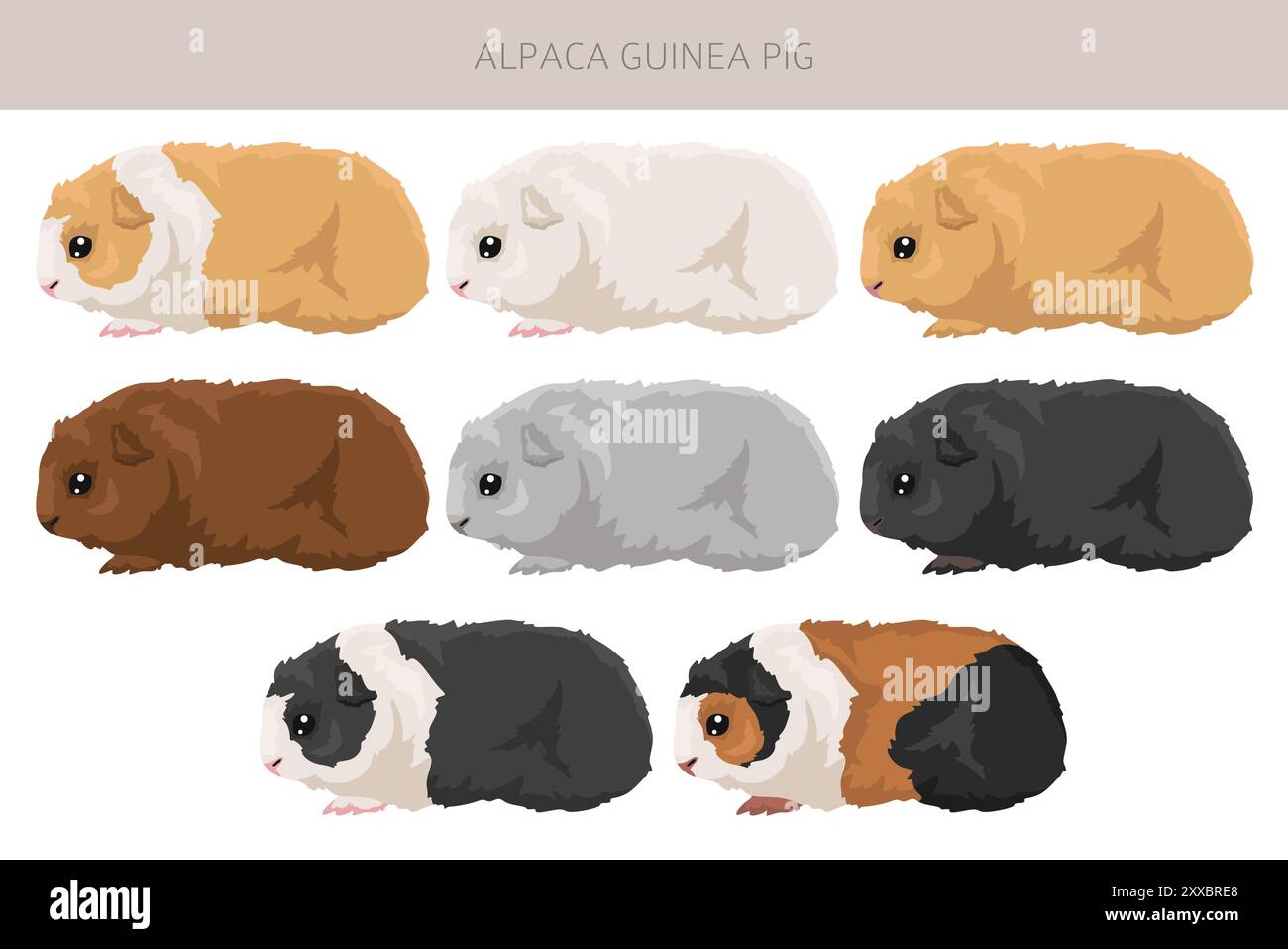 Guinea pig colors chart hi-res stock photography and images - Alamy
