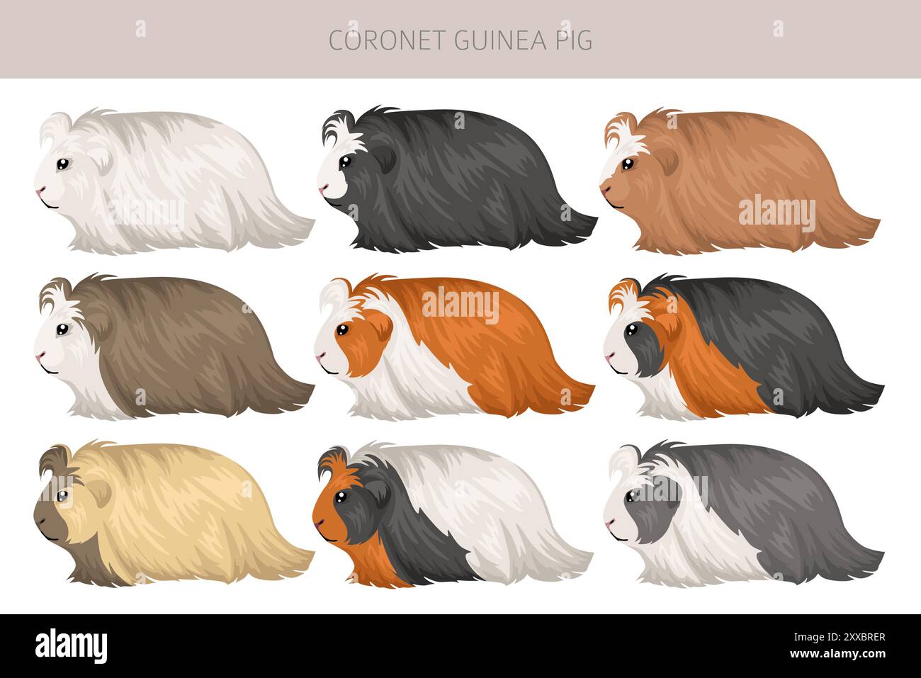 Coronet Guinea pig clipart. All coat colors cavies set. Small Pet ...