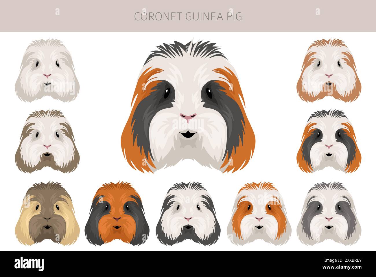 Coronet Guinea pig clipart. All coat colors cavies set. Small Pet ...
