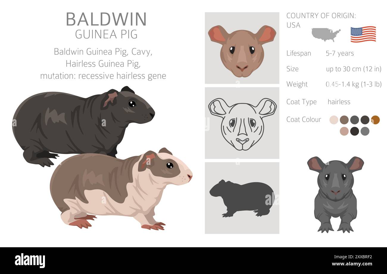 Baldwin hairless Guinea pig clipart. All coat colors cavies set. Small ...