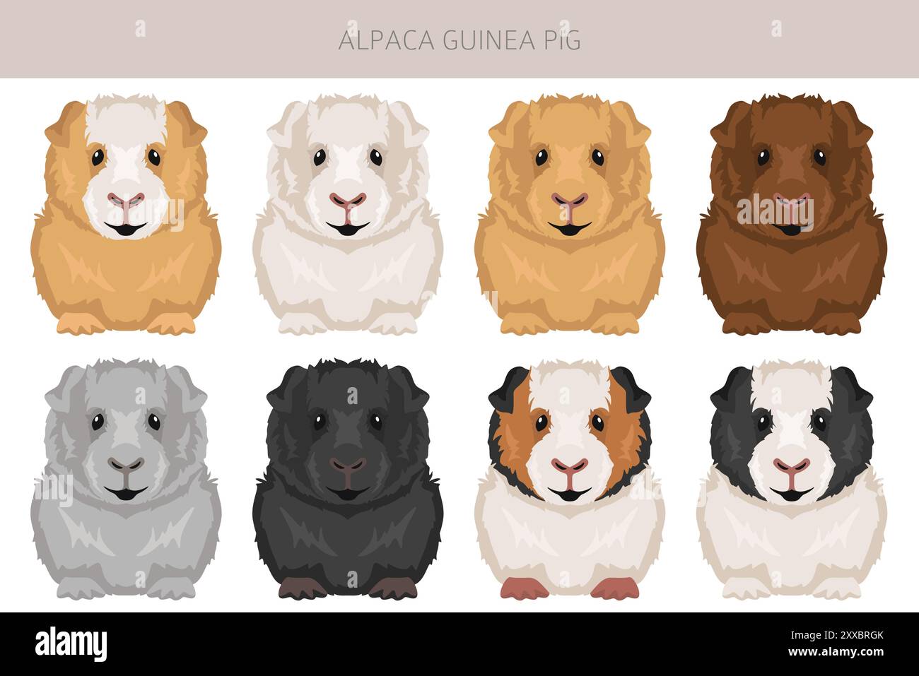 Alpaca Guinea pig clipart. All coat colors cavies set. Small Pet ...