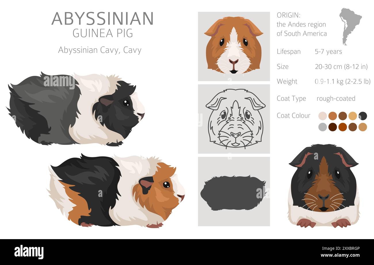 Guinea pig hair long Stock Vector Images - Alamy