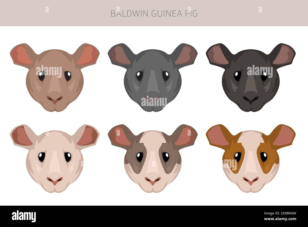 Guinea pig colors chart hi-res stock photography and images - Alamy