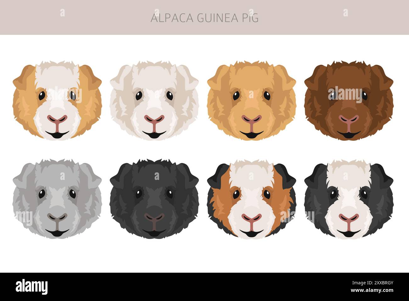 Alpaca Guinea pig clipart. All coat colors cavies set. Small Pet ...