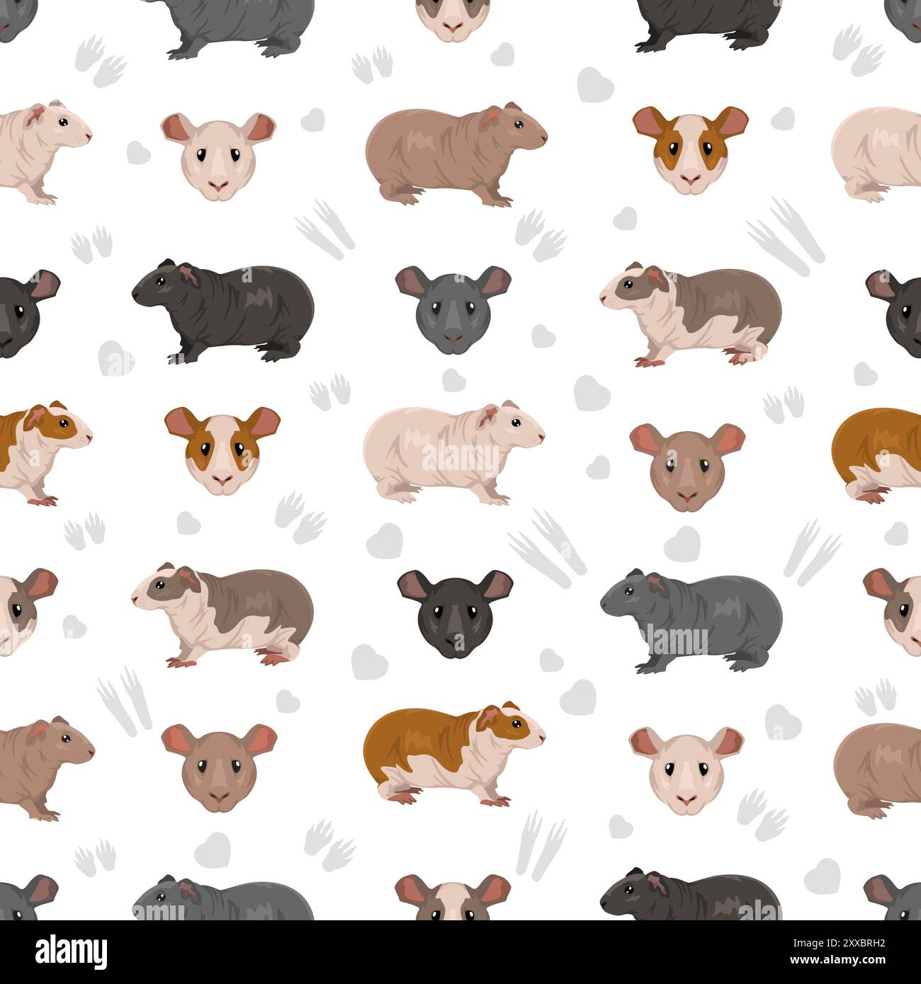 Guinea pig colors chart hi-res stock photography and images - Alamy