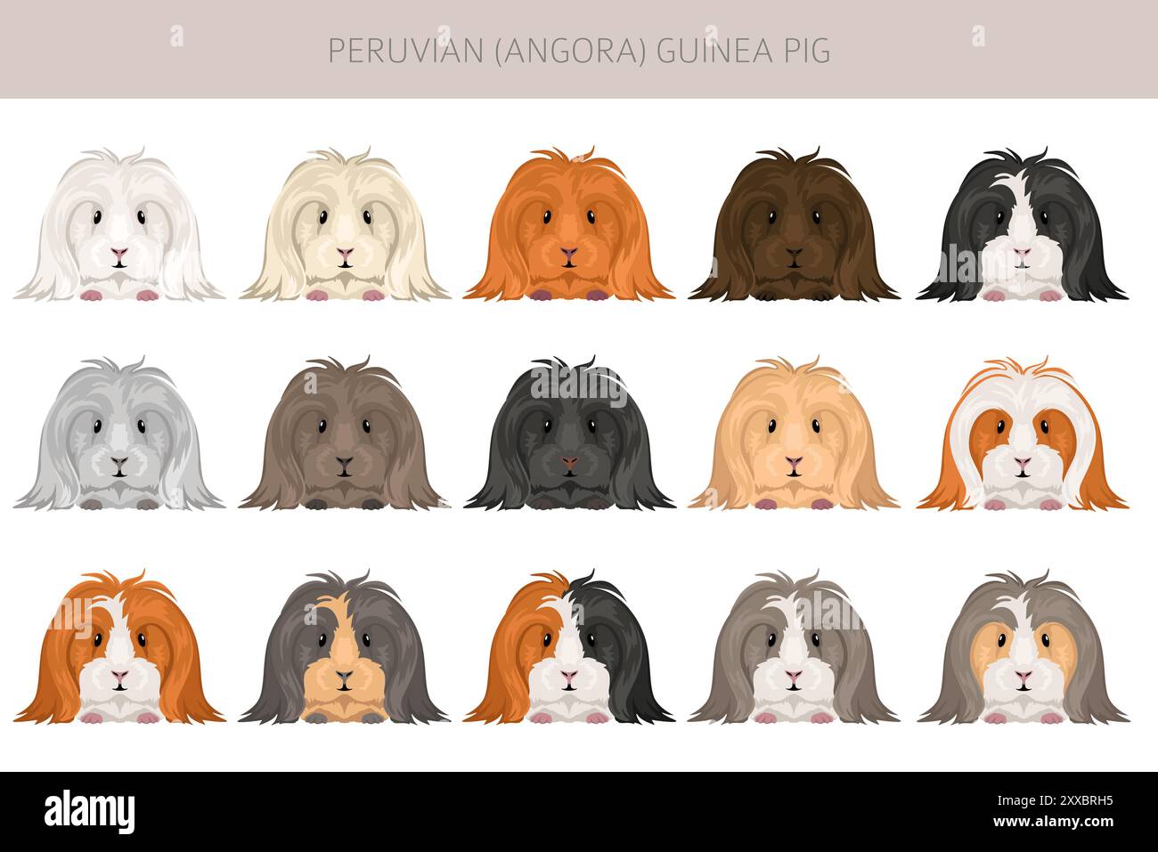 Peruvian Guinea pig, Angora Cavy clipart. All coat colors cavies set ...