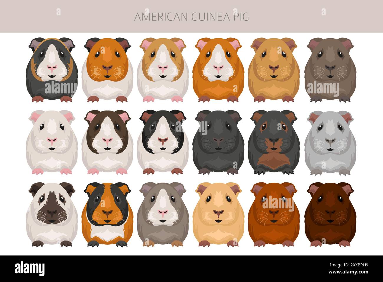 American Guinea pig clipart. All coat colors cavies set. Small Pet ...