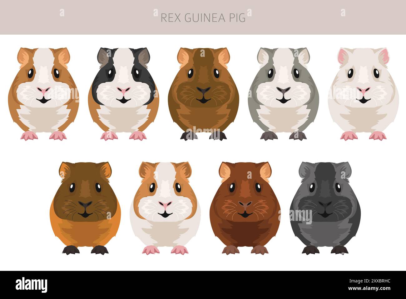 Rex Guinea pig clipart. All coat colors cavies set. Small Pet Rodents ...