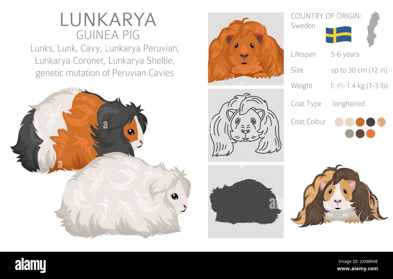 Lunkarya Guinea pig clipart. All coat colors cavies set. Small Pet ...