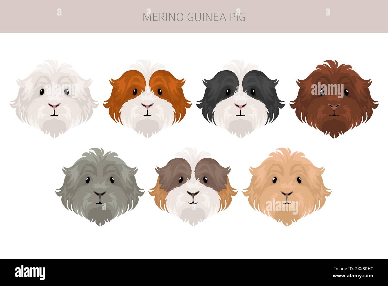 Merino Guinea pig clipart. All coat colors cavies set. Small Pet ...
