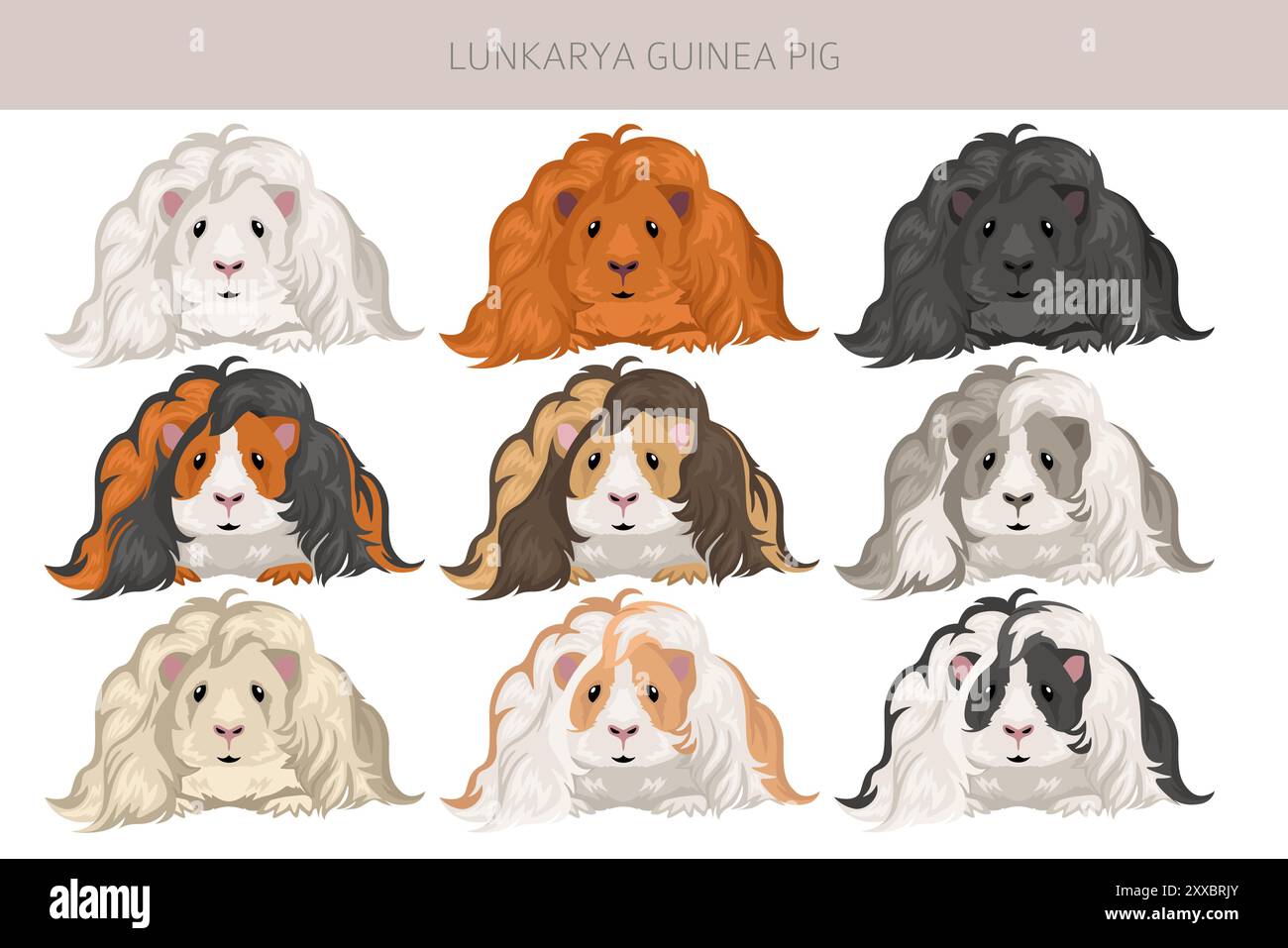 Lunkarya Guinea pig clipart. All coat colors cavies set. Small Pet ...