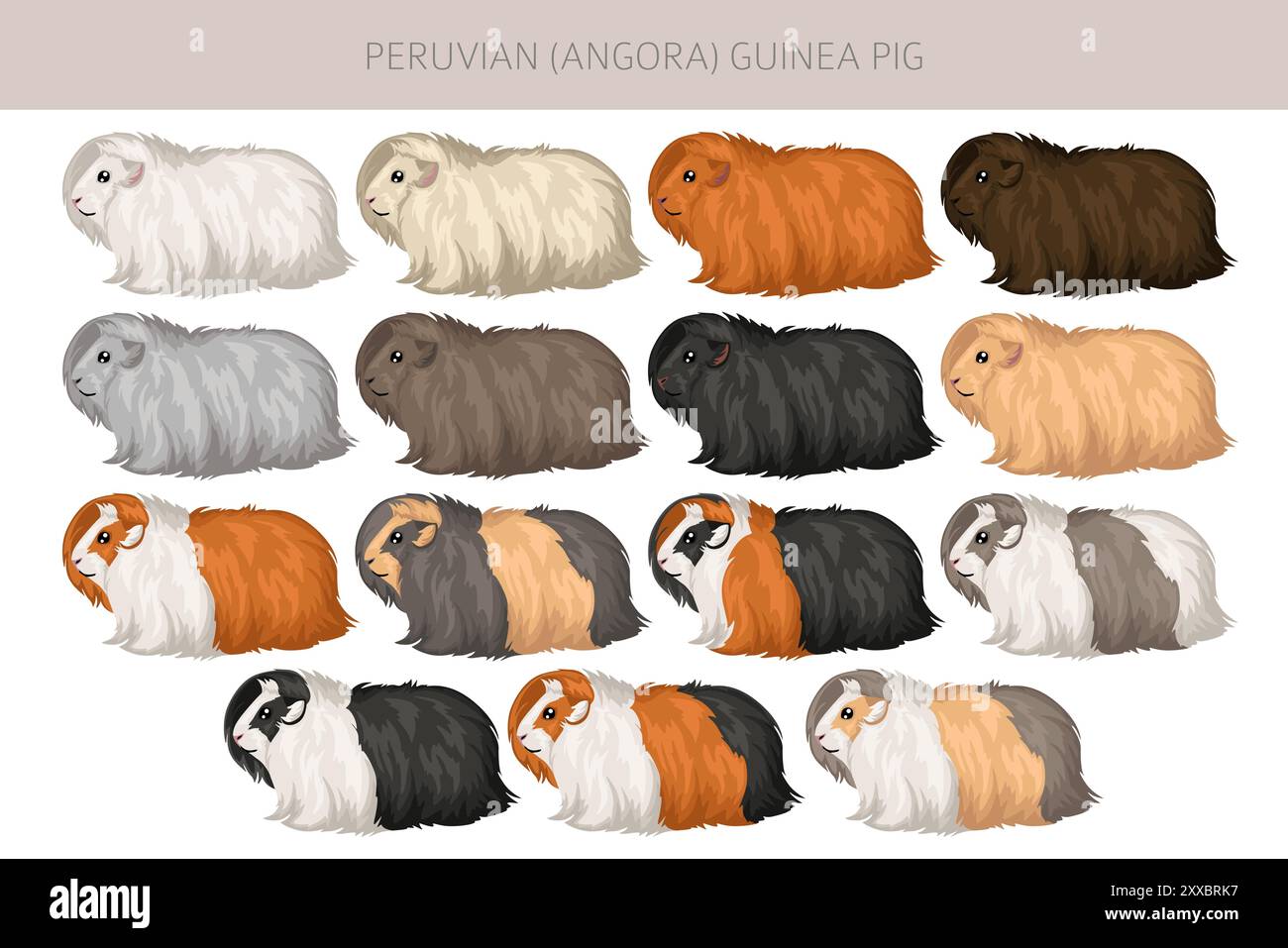 Guinea pig colors chart hi-res stock photography and images - Alamy