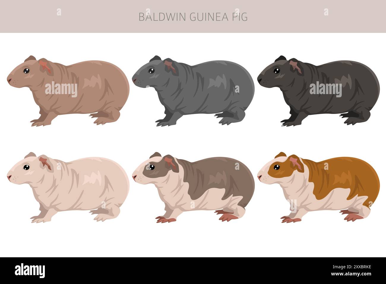 Guinea pig colors chart hi-res stock photography and images - Alamy