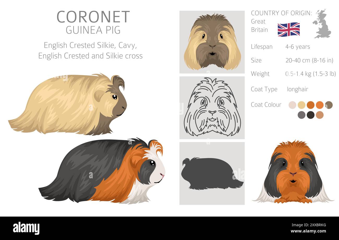 Coronet Guinea pig clipart. All coat colors cavies set. Small Pet ...