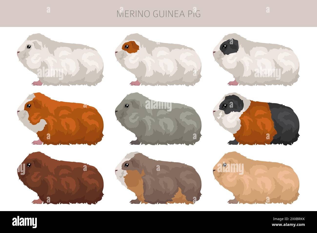 Merino Guinea pig clipart. All coat colors cavies set. Small Pet ...