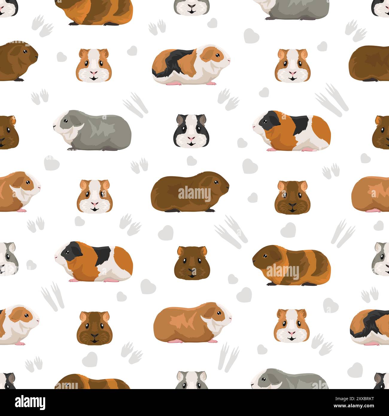Rex Guinea pig clipart. All coat colors cavies set. Small Pet Rodents ...