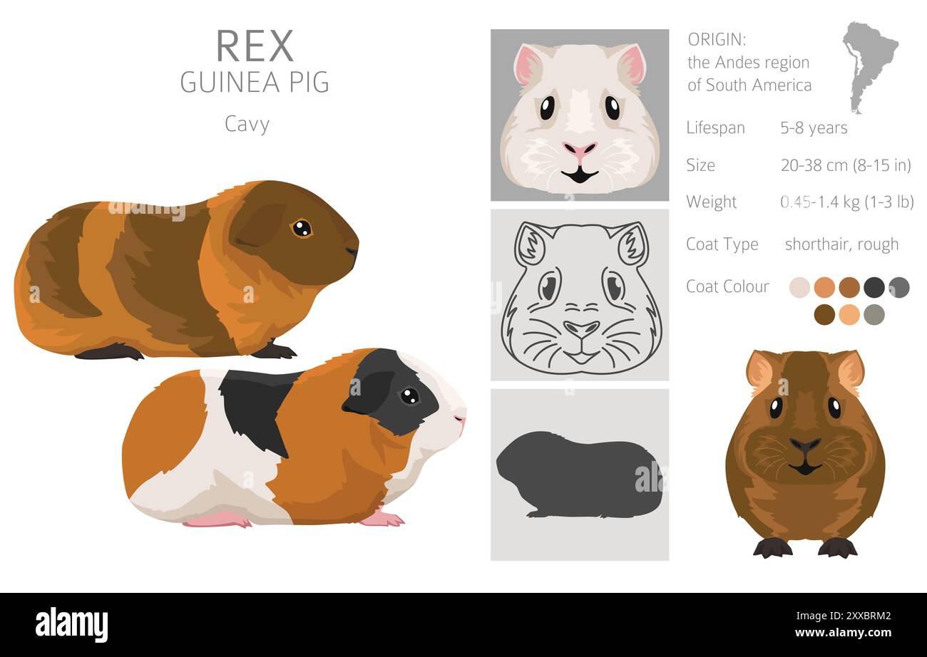 Rex Guinea pig clipart. All coat colors cavies set. Small Pet Rodents ...