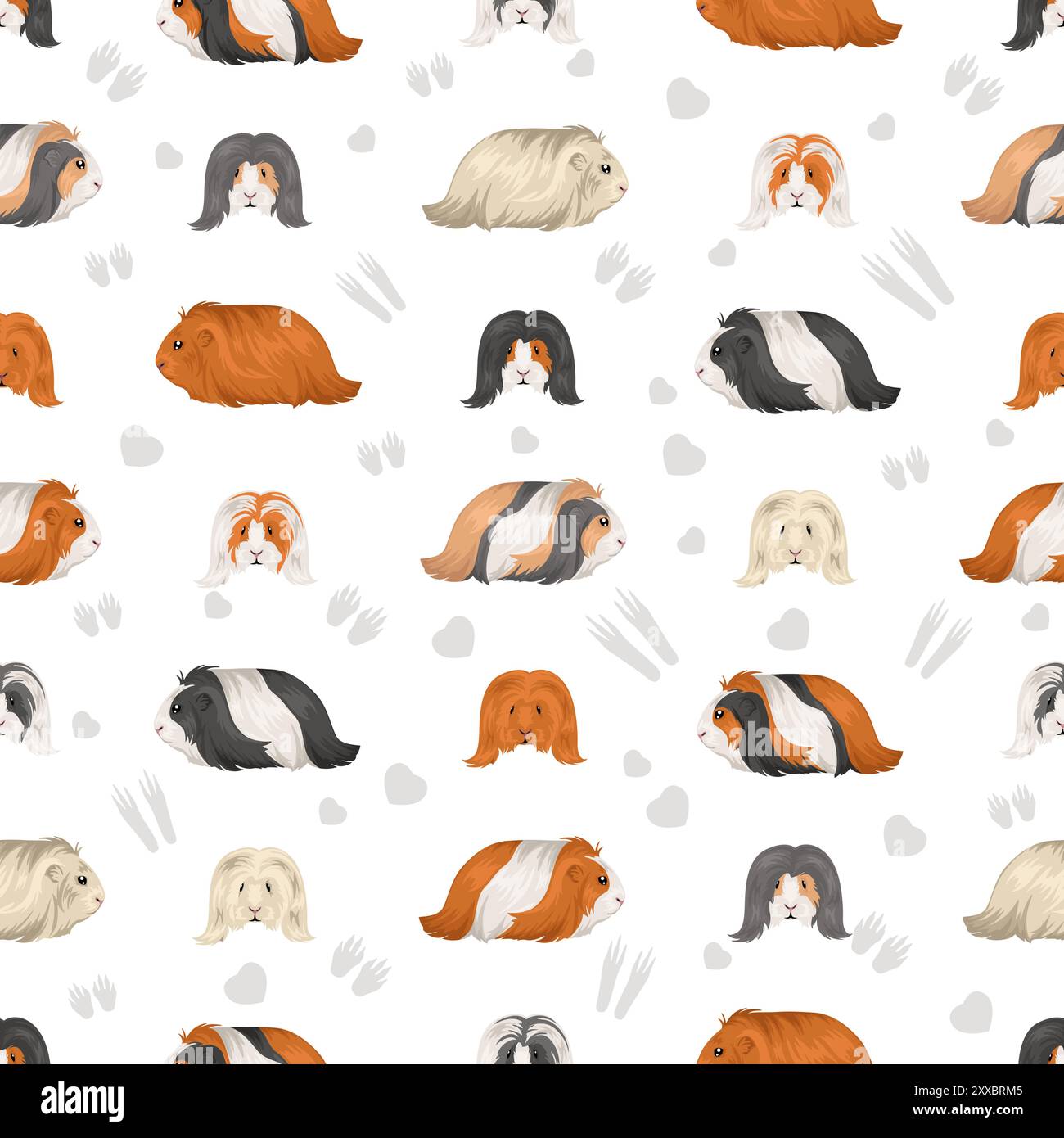 Silkie Guinea pig seamless pattern. Sheltie Cavy All coat colors cavies ...