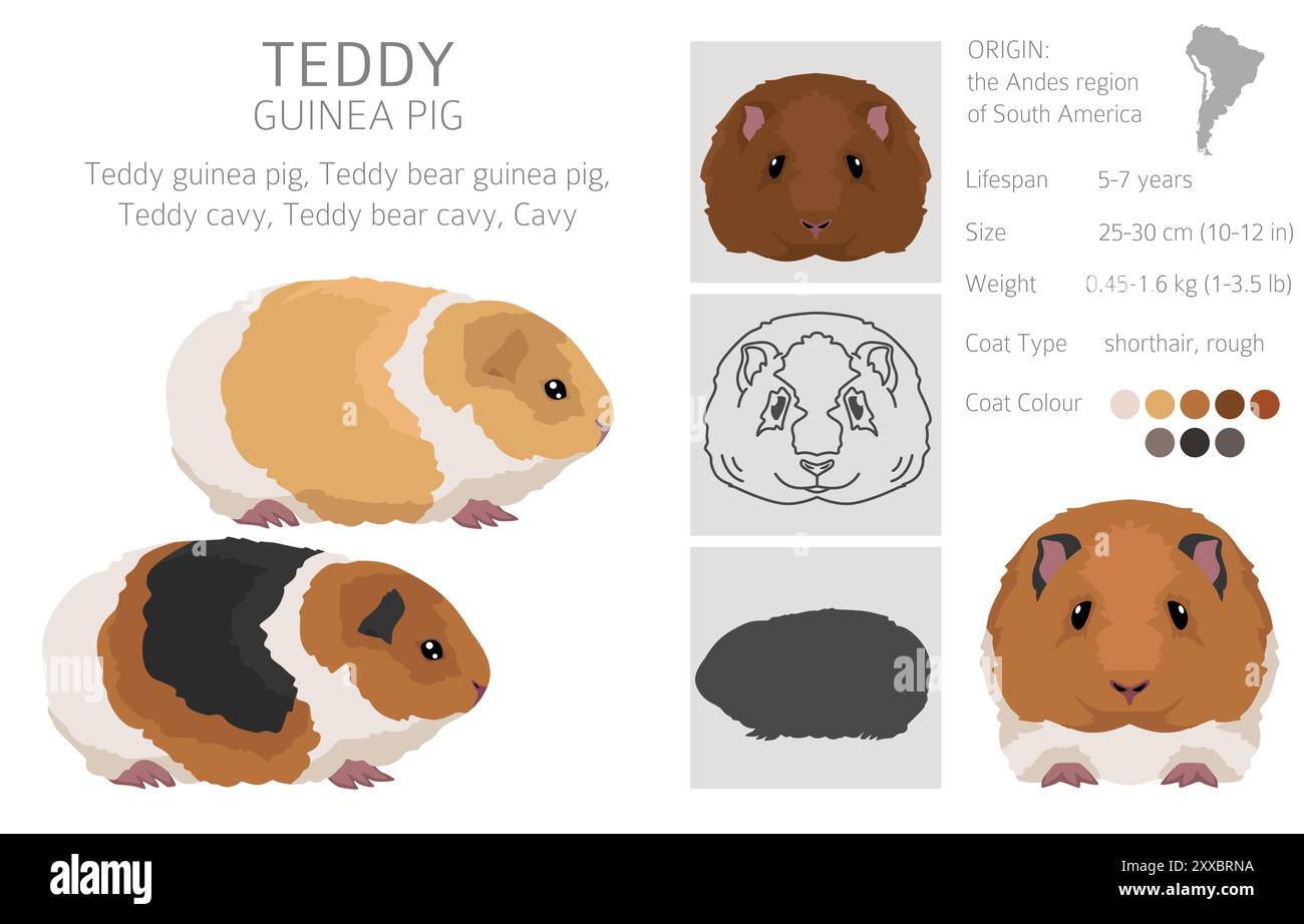 Teddy Guinea pig clipart. All coat colors cavies set. Small Pet Rodents ...